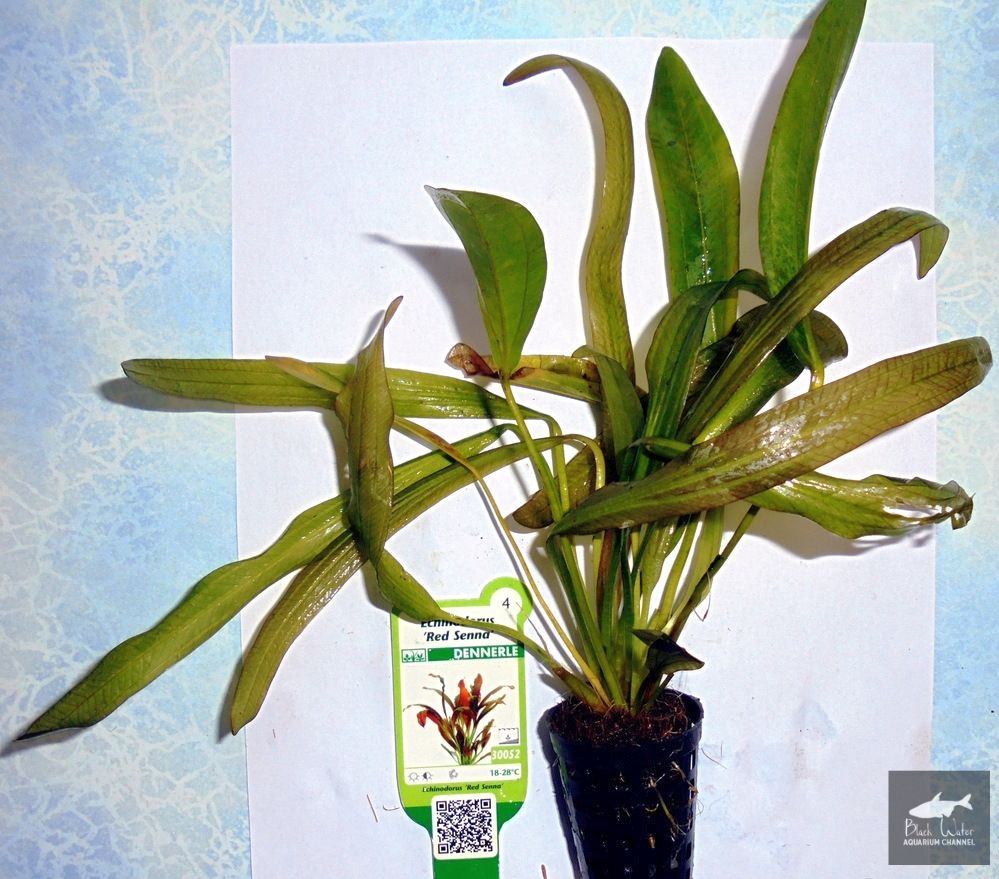 Echinodorus Red Senna – Echinodorus