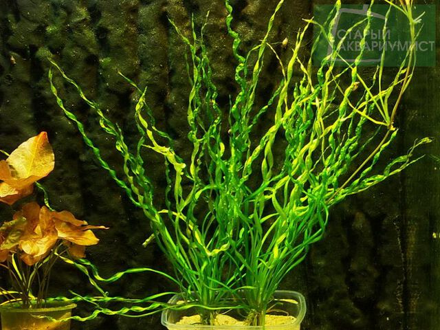 Helanthium bolivianum Vesuvius – Echinodorus