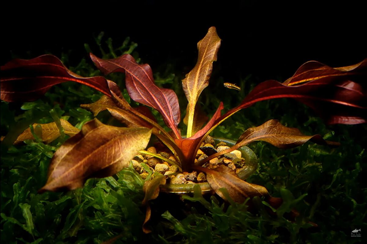 Echinodorus Red Horse – Echinodorus