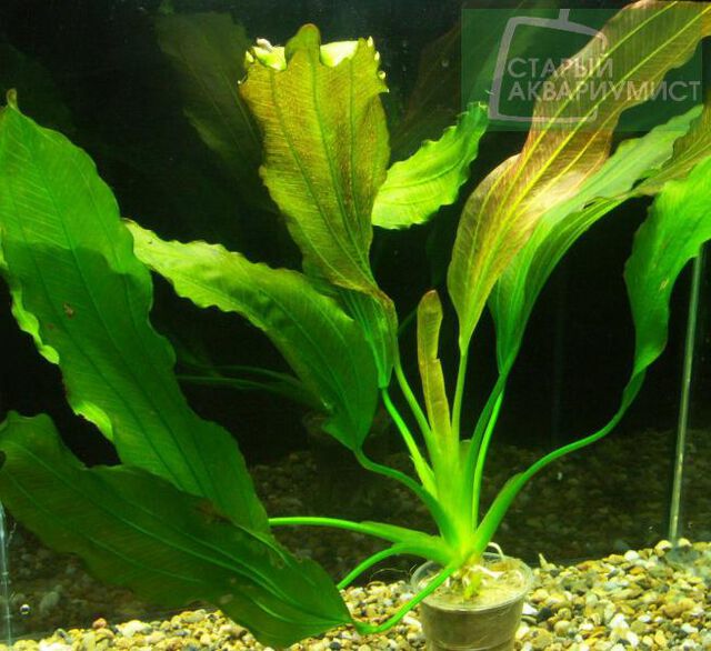 Golden Melon sword – Echinodorus