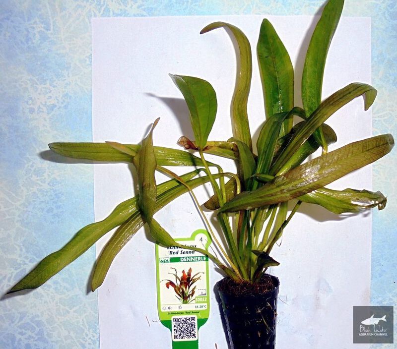 Echinodorus Red Senna – Echinodorus