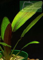 Echinodorus Devils Eye – Echinodorus