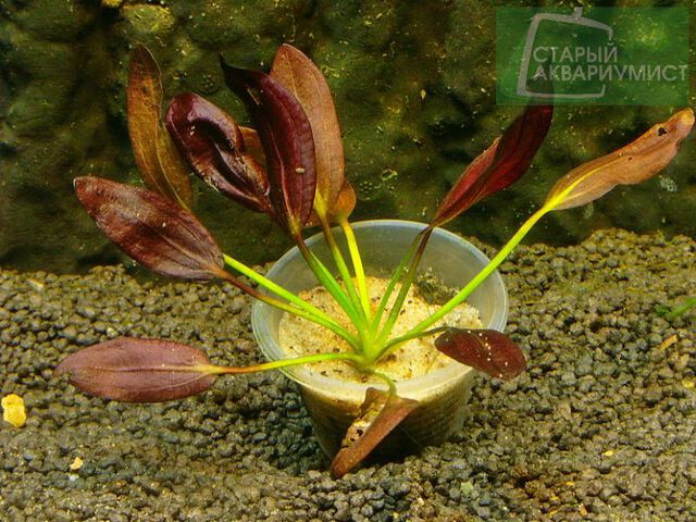 Echinodorus Purple Knight – Echinodorus