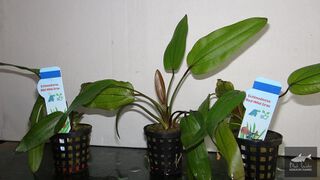 Echinodorus Red Wild Grass – Echinodorus