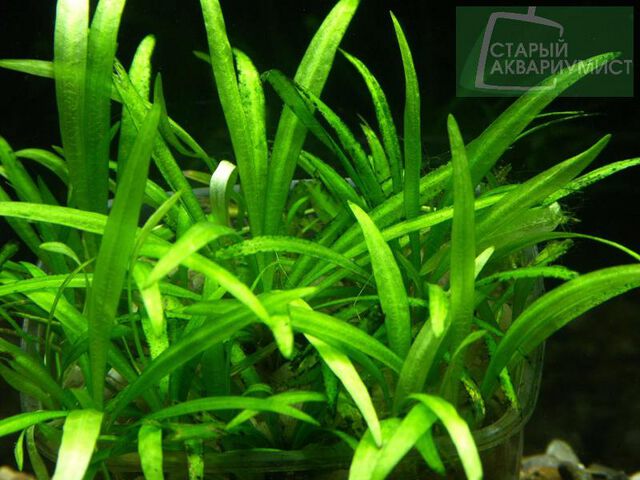 Narrow Dwarf Chain Sword – Echinodorus