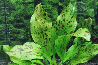 Green Ozelot Sword – Echinodorus