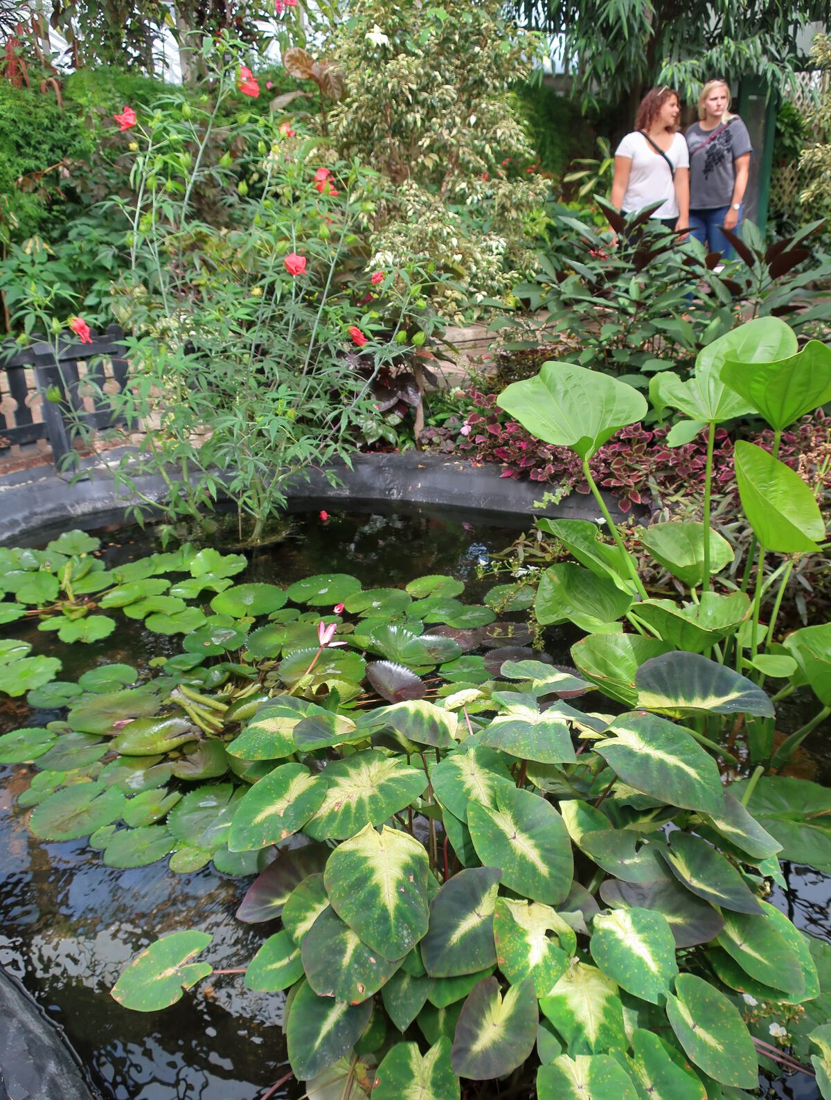 Radican sword – Echinodorus