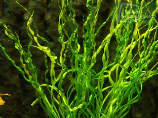 Helanthium bolivianum Vesuvius – Echinodorus